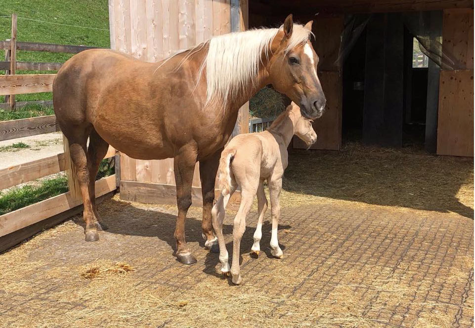 Design Features for Horse Barns | Rural Builder